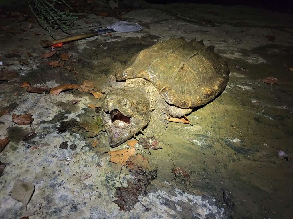 Alligator Snapping Turtle in September 2023 by sternotherusjoe ...