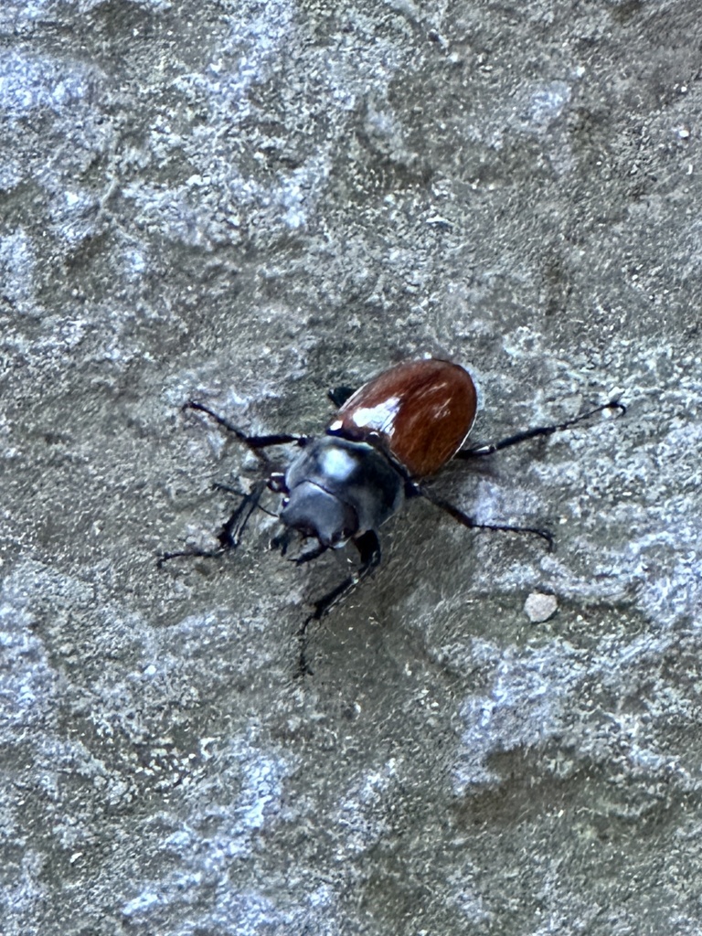 Neolucanus swinhoei from 陽明山國家公園, 北投區, TPE, TW on September 19, 2023 at ...