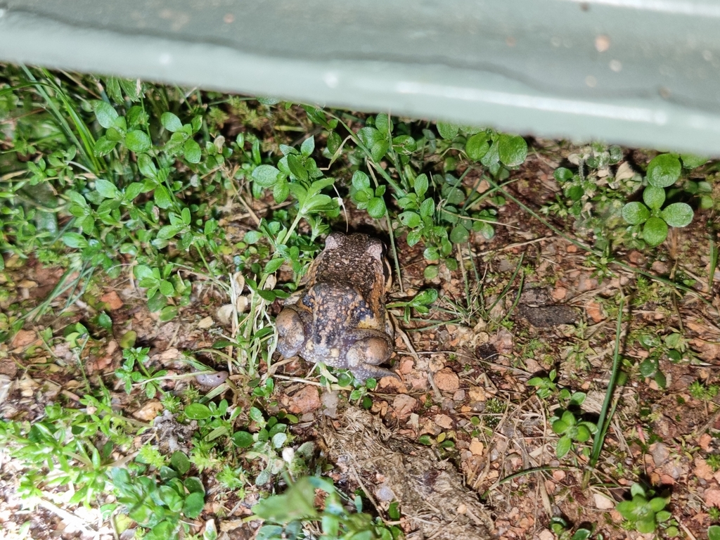 Eastern Banjo Frog from Eldorado VIC 3746, Australia on September 18 ...