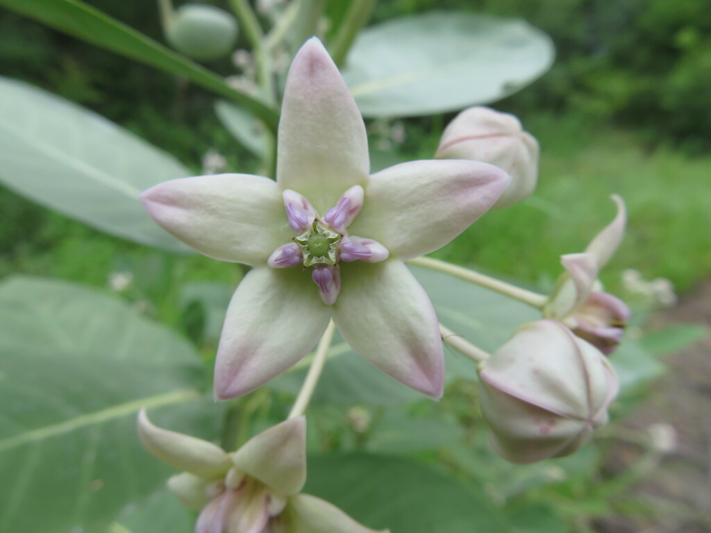 crown flower from Tak Ok, Ban Tak District, Tak 63120, Thailand on ...