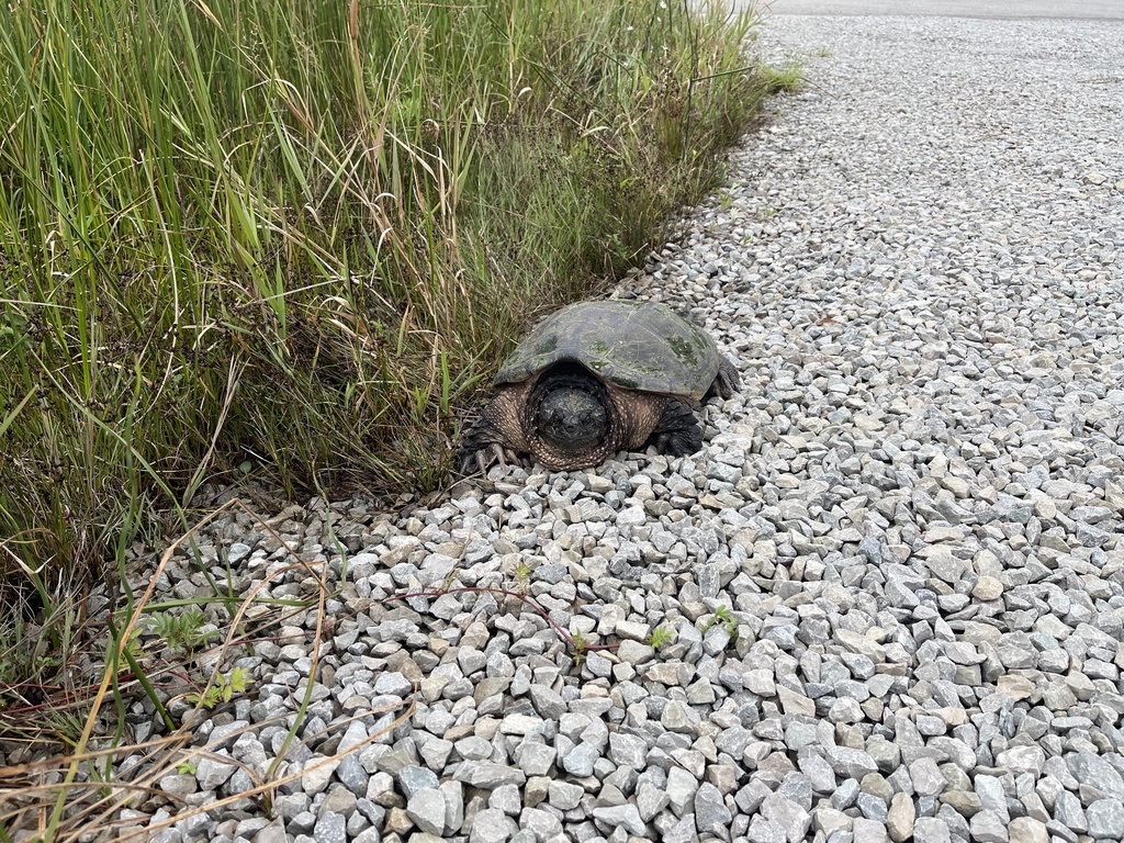 Common Snapping Turtle from Mayhew Rd, Severn, ON, CA on August 30 ...