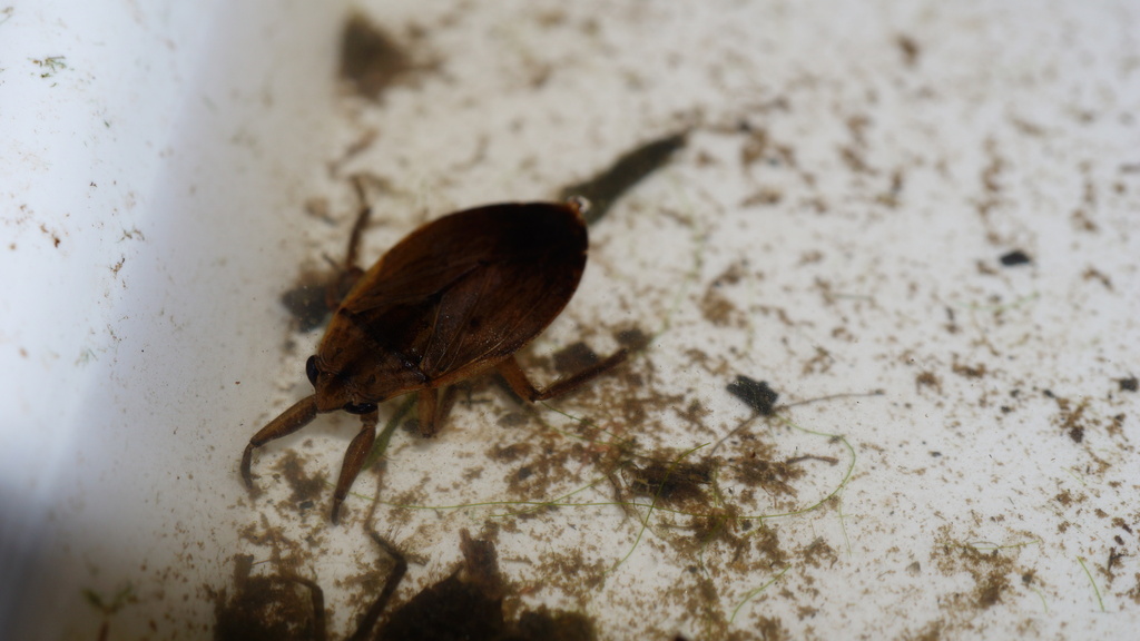 Elliptical Waterbugs from Seo-gu, Daejeon, South Korea on September 19 ...