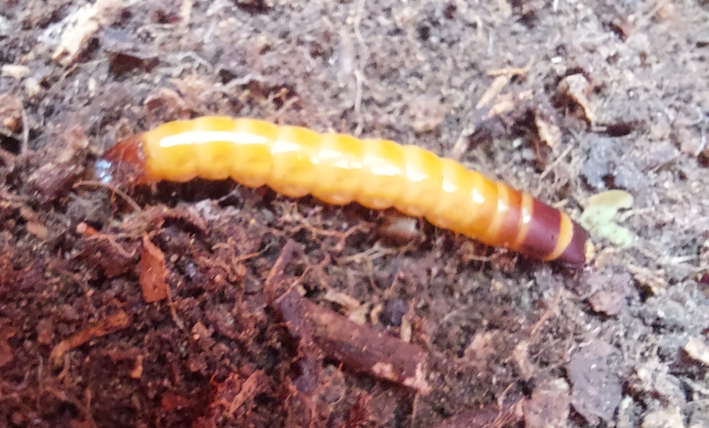 Pasture Wireworm from Hurstbridge VIC 3099, Australia on September 10 ...