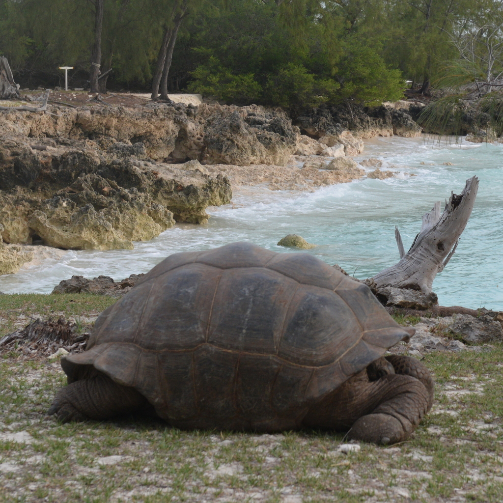 Aldabra Giant Tortoise in January 2015 by Daniel Austin · iNaturalist