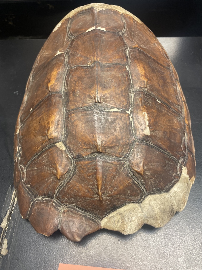 Common Snapping Turtle from W Oyler Ave, Oak Hill, WV, US on September ...
