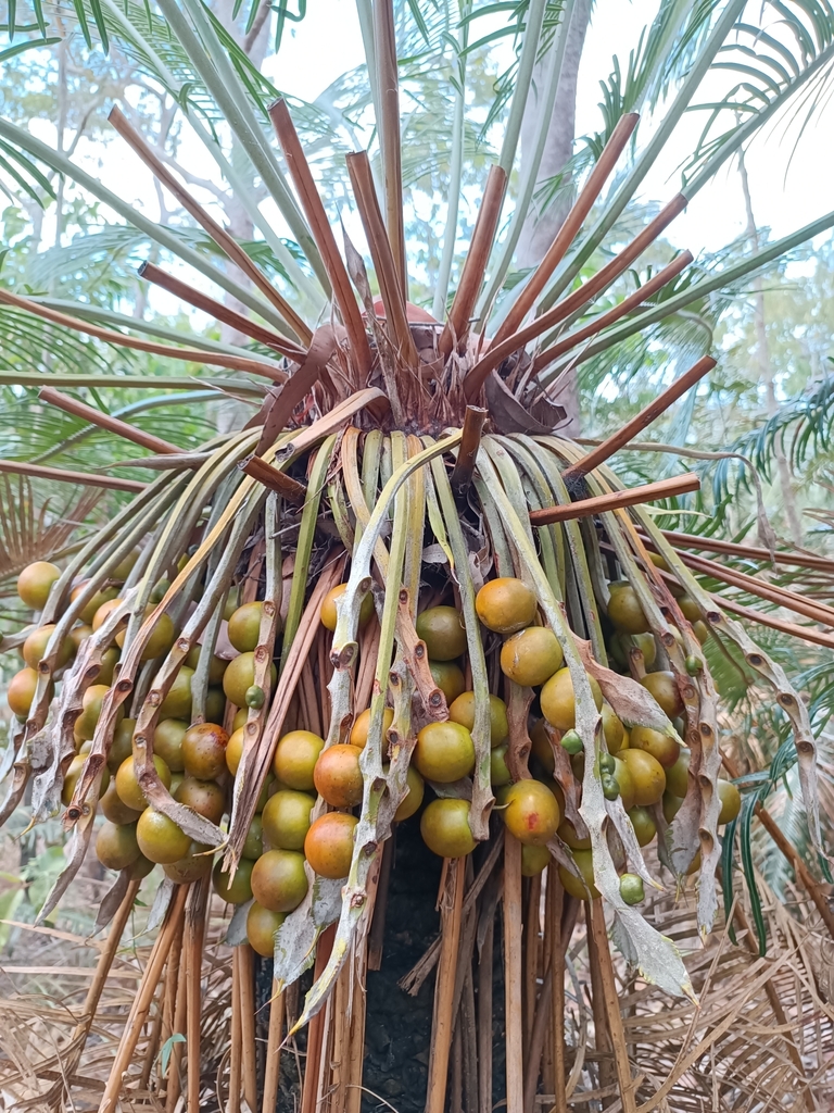 Something from Aloomba QLD 4871, Austrália on September 18, 2023 at 04: ...