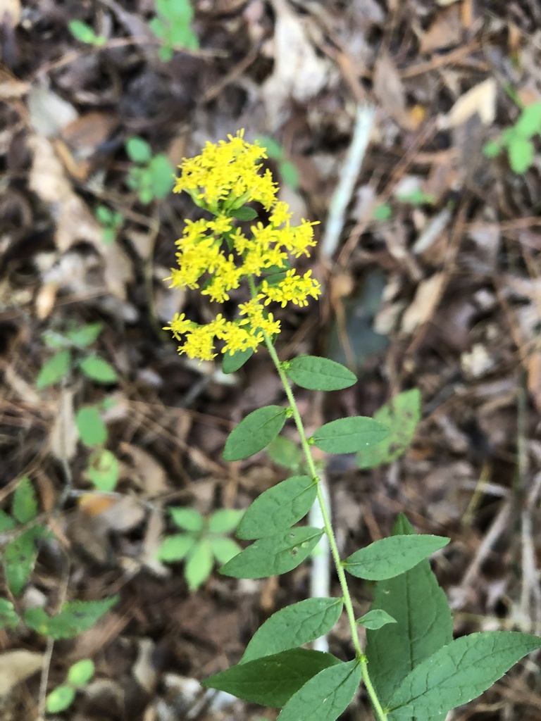 common wrinkle-leaved goldenrod from Alston Chapel Rd, Pittsboro, NC ...