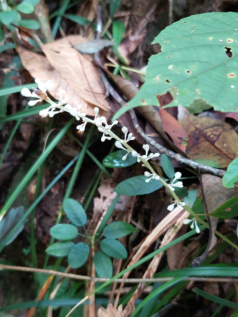 Creeping Lilyturf from Tai Po Kau, Hong Kong on September 18, 2023 at ...