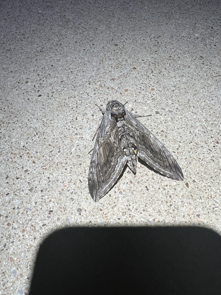 Five-spotted Hawk Moth from S Sinclair Ave, Fayetteville, AR, US on ...