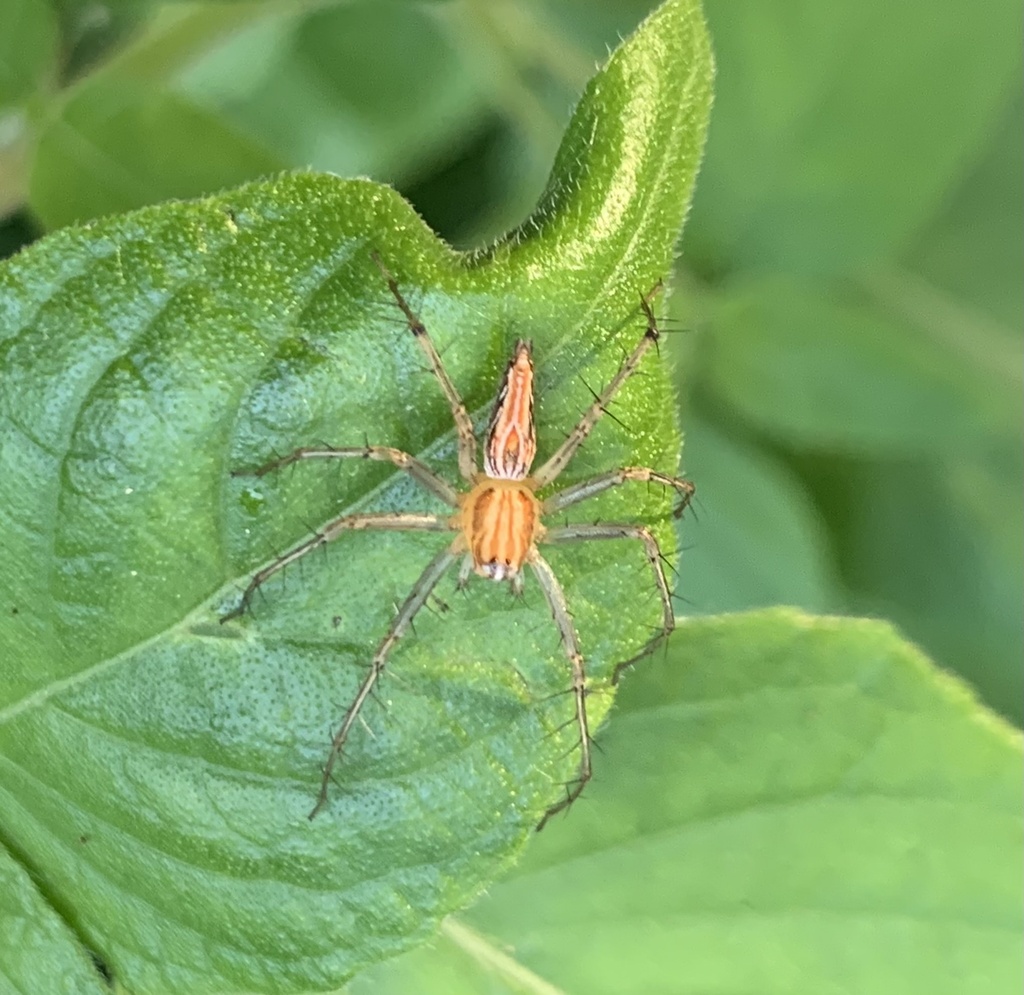 Grass lynx spiders from Lodhi Garden, New Delhi, DL, IN on September 19 ...
