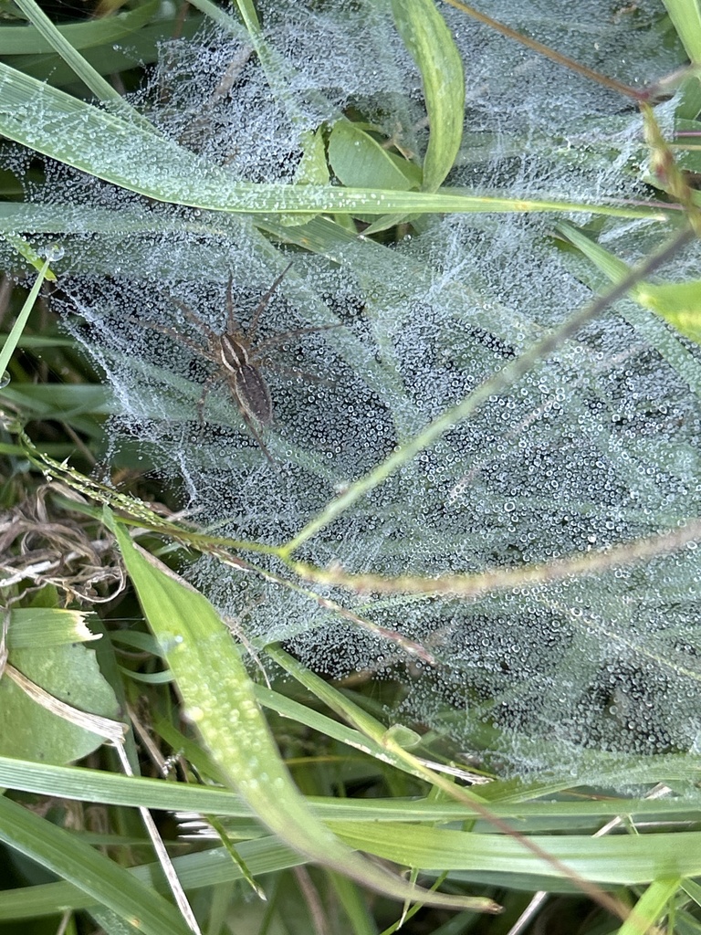 Grass Spiders from Athens High School, The Plains, OH, US on September ...