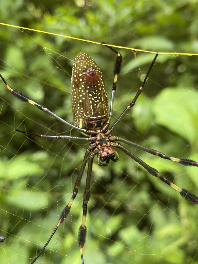 Golden Silk Spider from Olancho, HN on September 19, 2023 at 09:04 AM ...