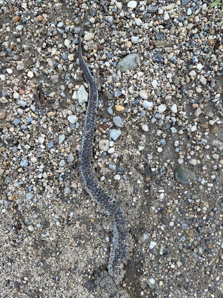Eastern Garter Snake from Martha's Vineyard, West Tisbury, MA, US on ...