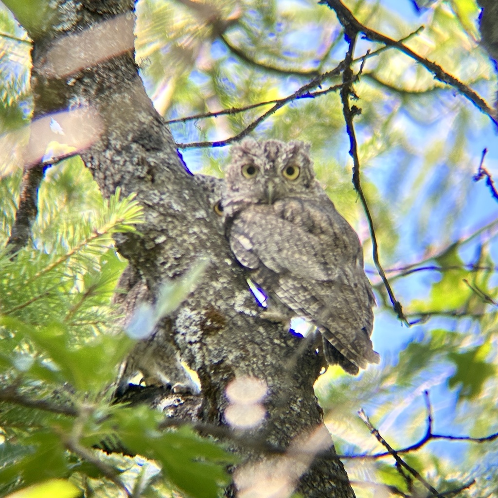 Western Screech-Owl from Ashland, OR, US on 09 September, 2023 at 02:04 ...