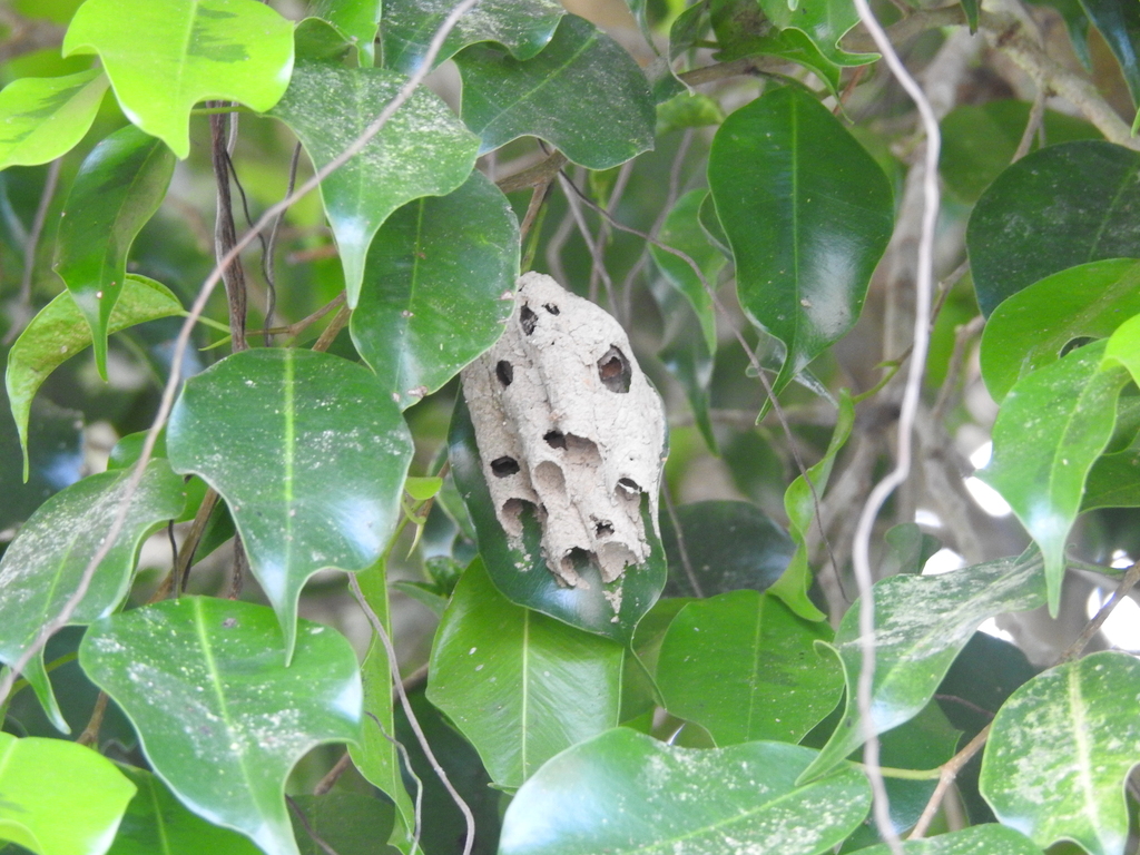 Trypargilum from Caño Blanco, Limón, Parismina, Costa Rica on August 21 ...