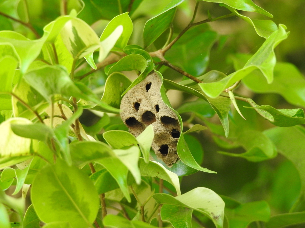 Trypargilum from Caño Blanco, Limón, Parismina, Costa Rica on August 21 ...