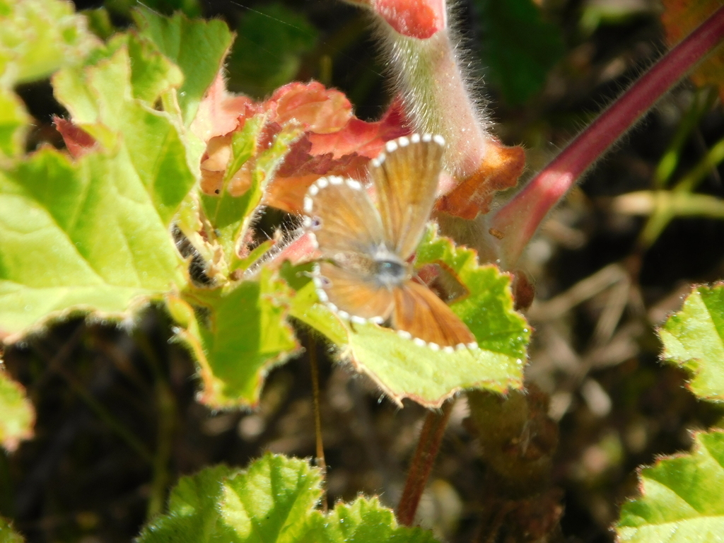 Water Geranium Bronze from Milnerton, Cape Town, South Africa on ...