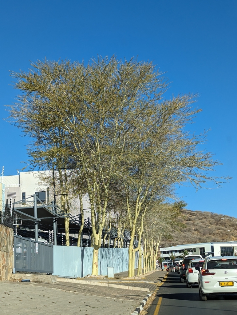 fever tree from Windhoek East, NA-KH, NA on September 19, 2023 at 05:20 ...