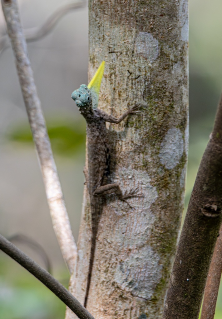 Sumatran Flying Dragon from Seruyan Regency, Central Kalimantan ...