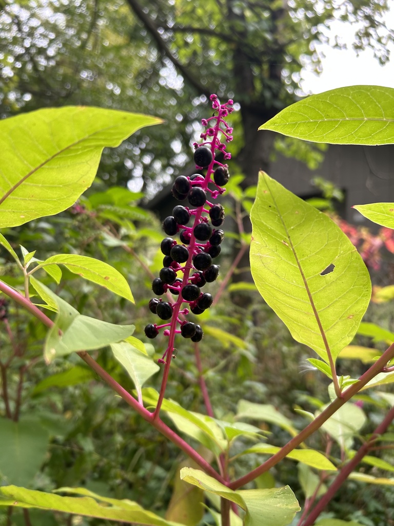 Common American Pokeweed from Albion College, Albion, MI, US on ...