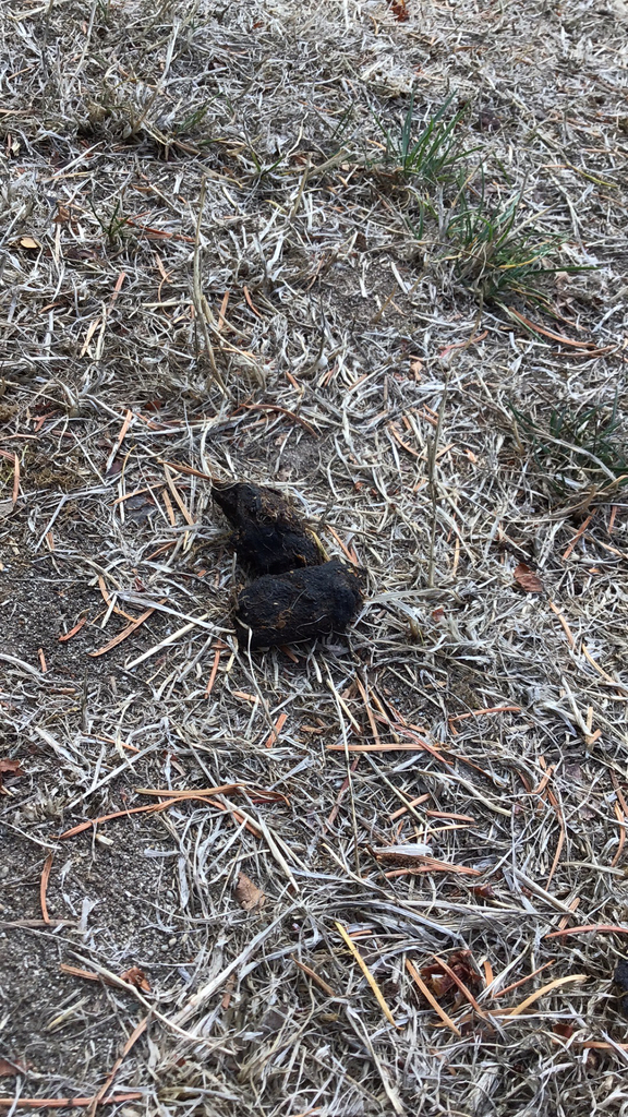 Western Thatching Ant in September 2023 by ny26. This is dog poop ...