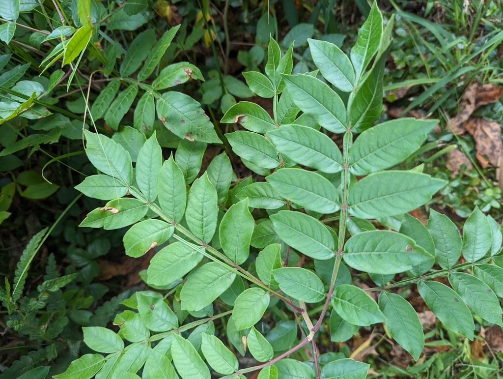 shining sumac from Plymouth, MA 02360, USA on September 19, 2023 at 02:31 PM by Jessie Knowlton ...