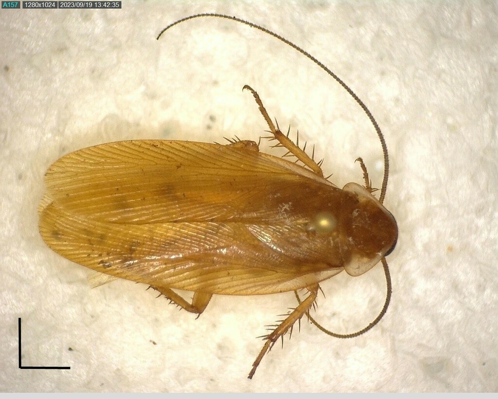 Turkestan Cockroach from Kimble County, TX, USA on June 27, 2023 at 01: ...