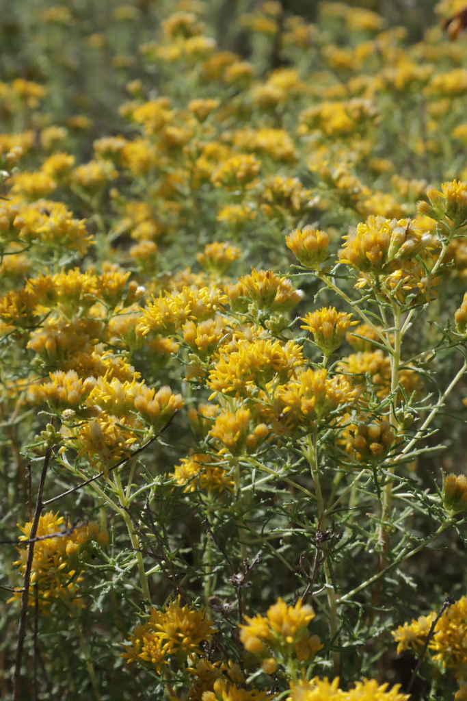 burroweed from Hidalgo County, NM, USA on September 19, 2023 at 09:21 ...