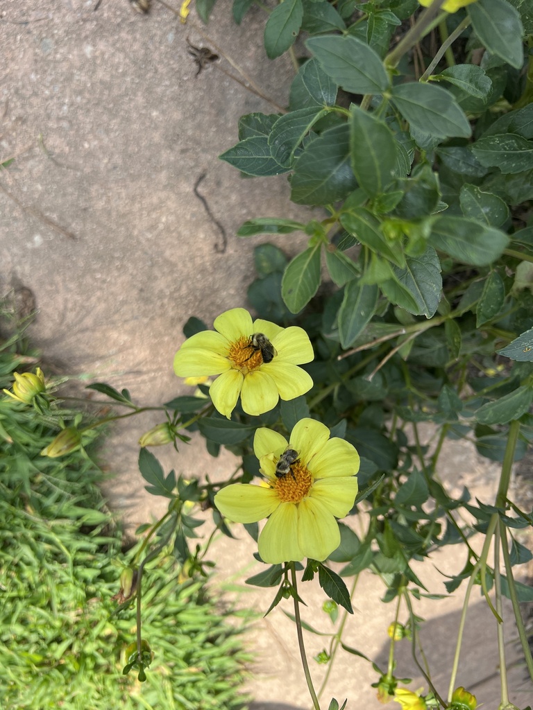 Bumble Bees from JC Raulston Arboretum, Raleigh, NC, US on September 19 ...
