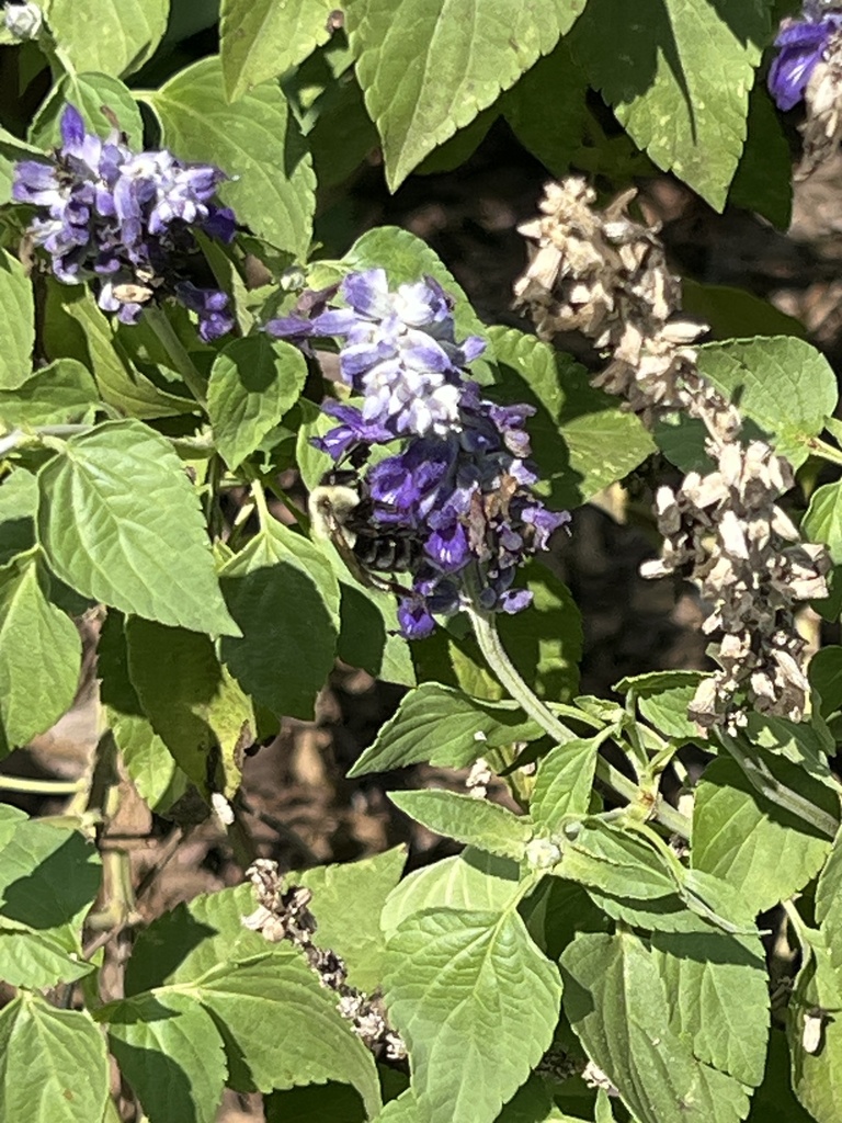 Common Eastern Bumble Bee from JC Raulston Arboretum, Raleigh, NC, US ...