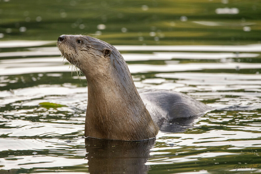 North American River Otter from 3836 S Drake Rd, Kalamazoo, MI 49008 ...