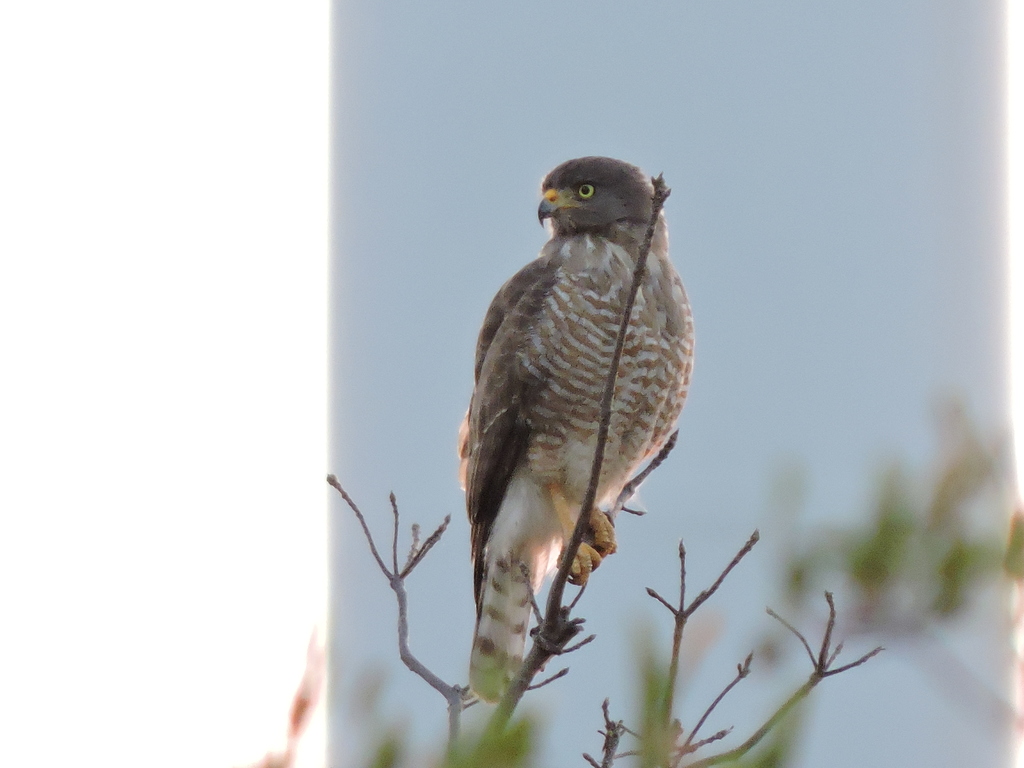 Roadside Hawk from Santiago Niltepec, Oax., México on February 21, 2019 ...