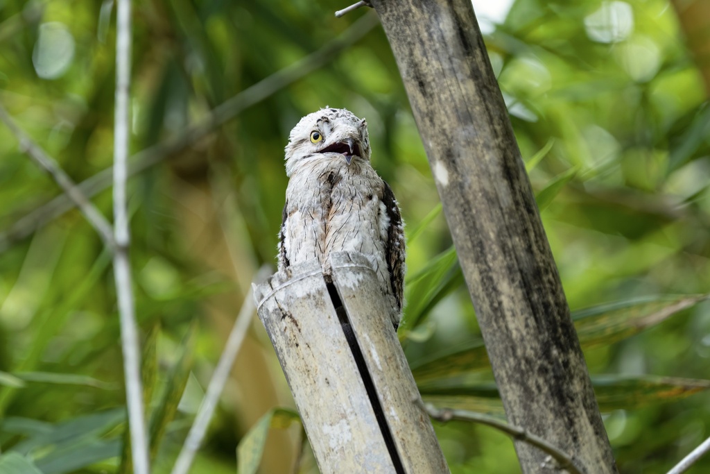 Common Potoo from Osa, Puntarenas, CR on July 12, 2023 at 11:09 AM by ...