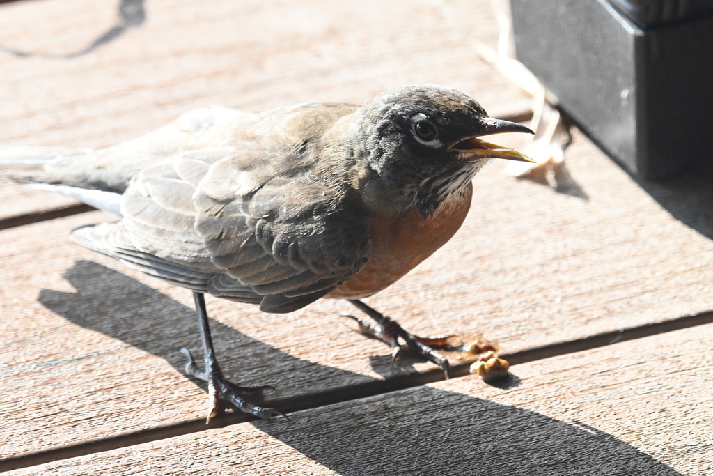 American Robin in September 2023 by Louis. We thought for sure this ...