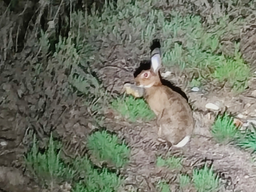European Rabbit in September 2023 by Paulo Alves · iNaturalist
