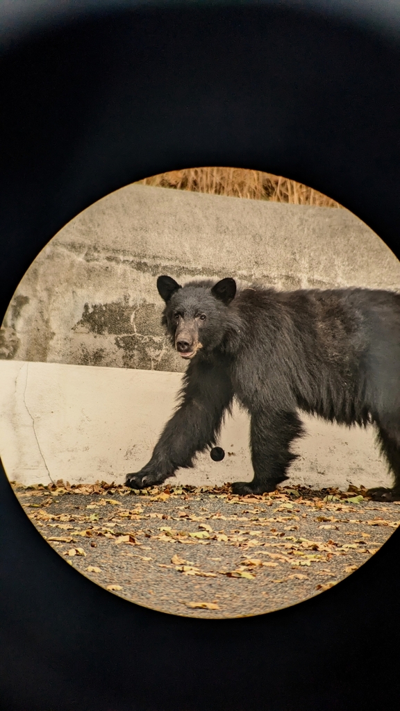 American Black Bear from Fort Rodd Hill NHS on September 19, 2023 at 02 ...