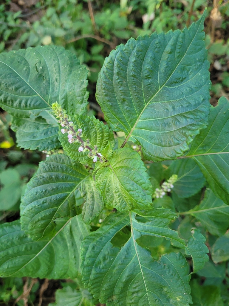 beefsteak plant from Lancaster County, US-VA, US on September 19, 2023 ...