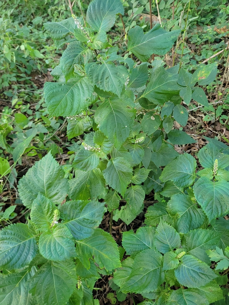 beefsteak plant from Alfonso, VA 22503, USA on September 19, 2023 at 06 ...