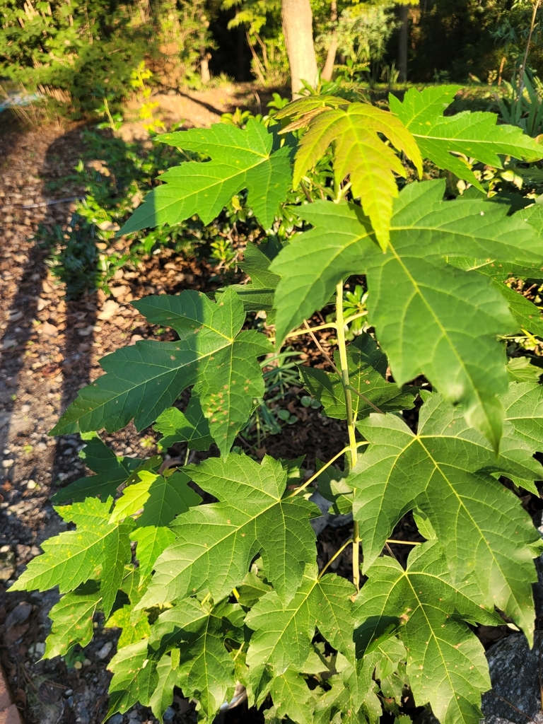 maples from Alfonso, VA 22503, USA on September 19, 2023 at 06:15 PM by ...