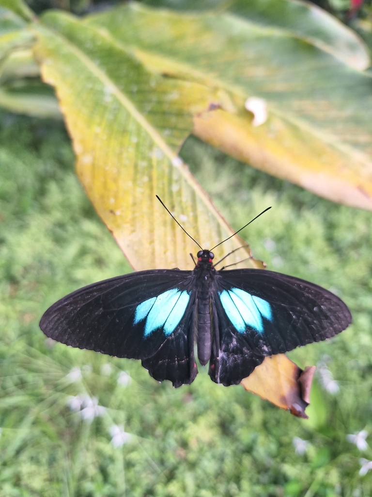 Emerald-patched Cattleheart from XFP3+55F Sendero Dorothy Wilson ...