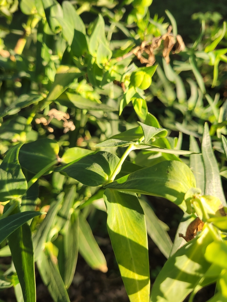 Dicots from Alfonso, VA 22503, USA on September 19, 2023 at 06:17 PM by ...