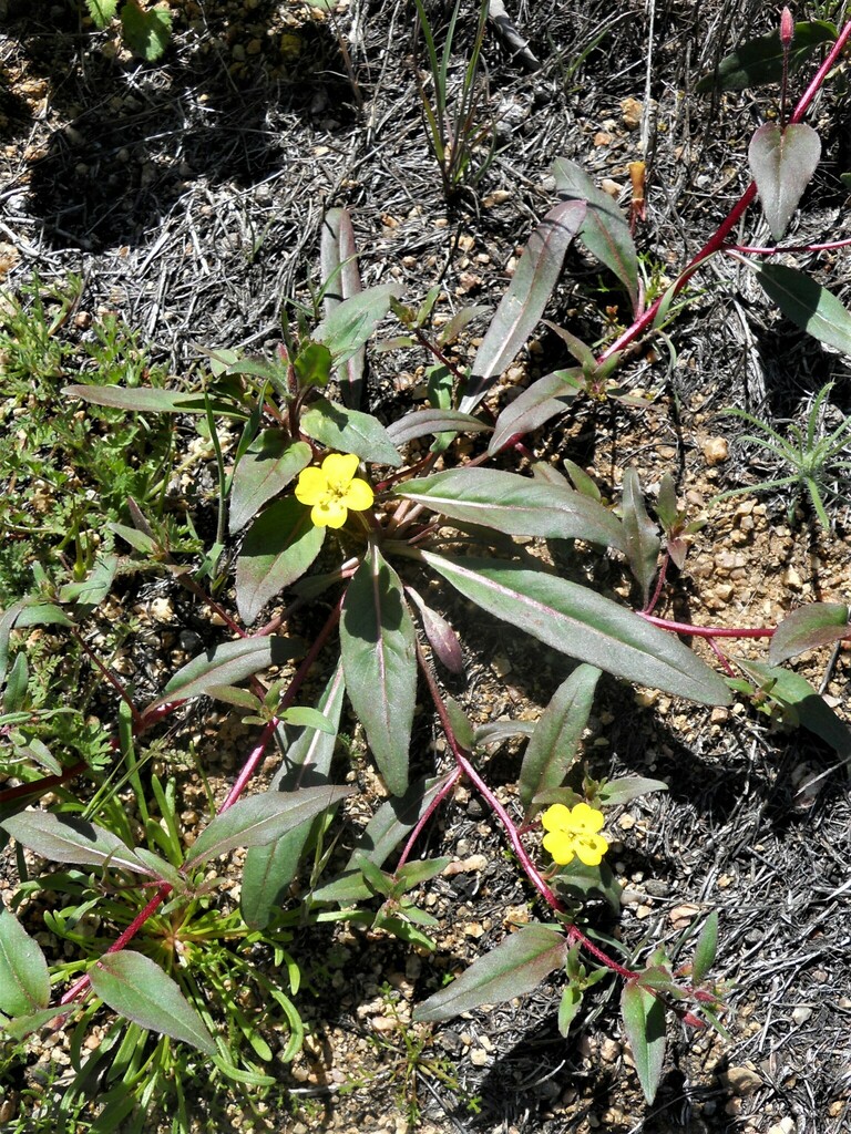 California sun cup from Lake Elsinore, CA, USA on April 6, 2014 at 12: ...