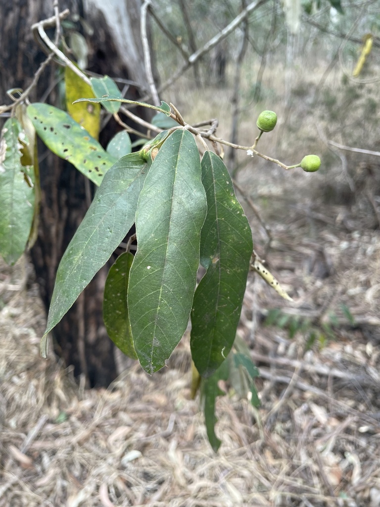 Red Ash from White Rock, QLD, AU on August 27, 2023 at 11:57 AM by ...