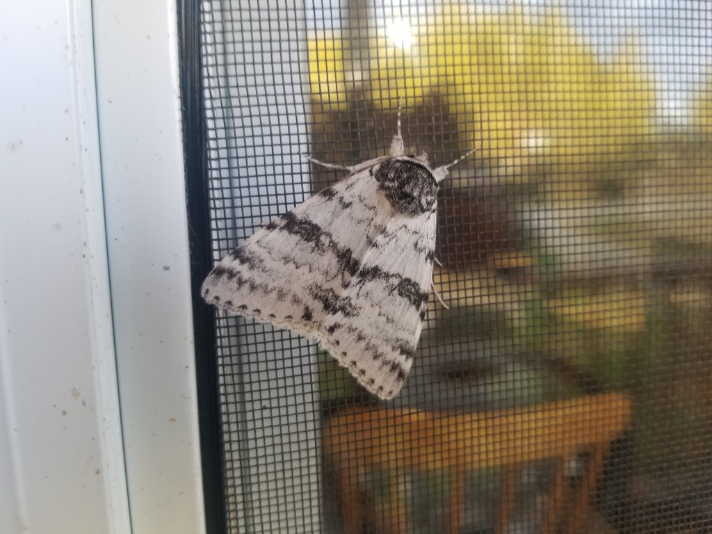 White Underwing from Rémigny, QC J0Z 3H0, Canada on September 19, 2023 ...