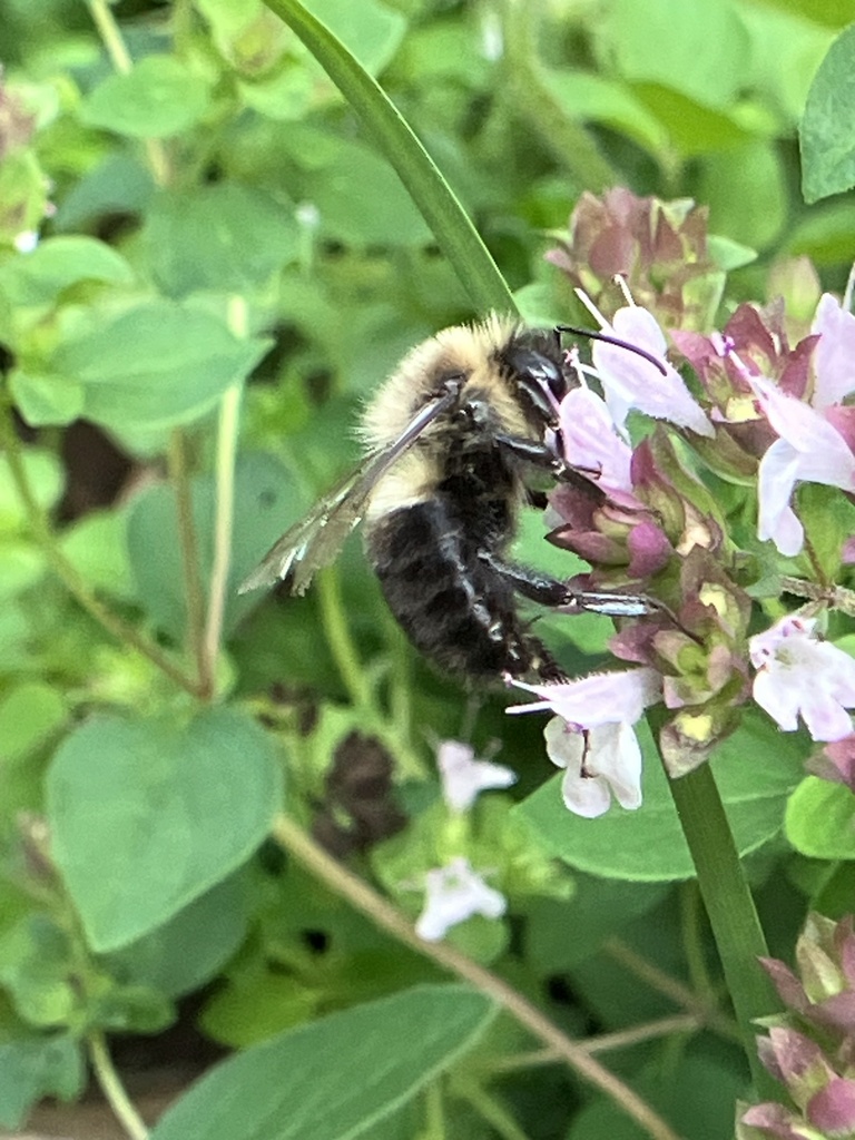 Common Eastern Bumble Bee from Kohlman Ave, Maplewood, MN, US on ...