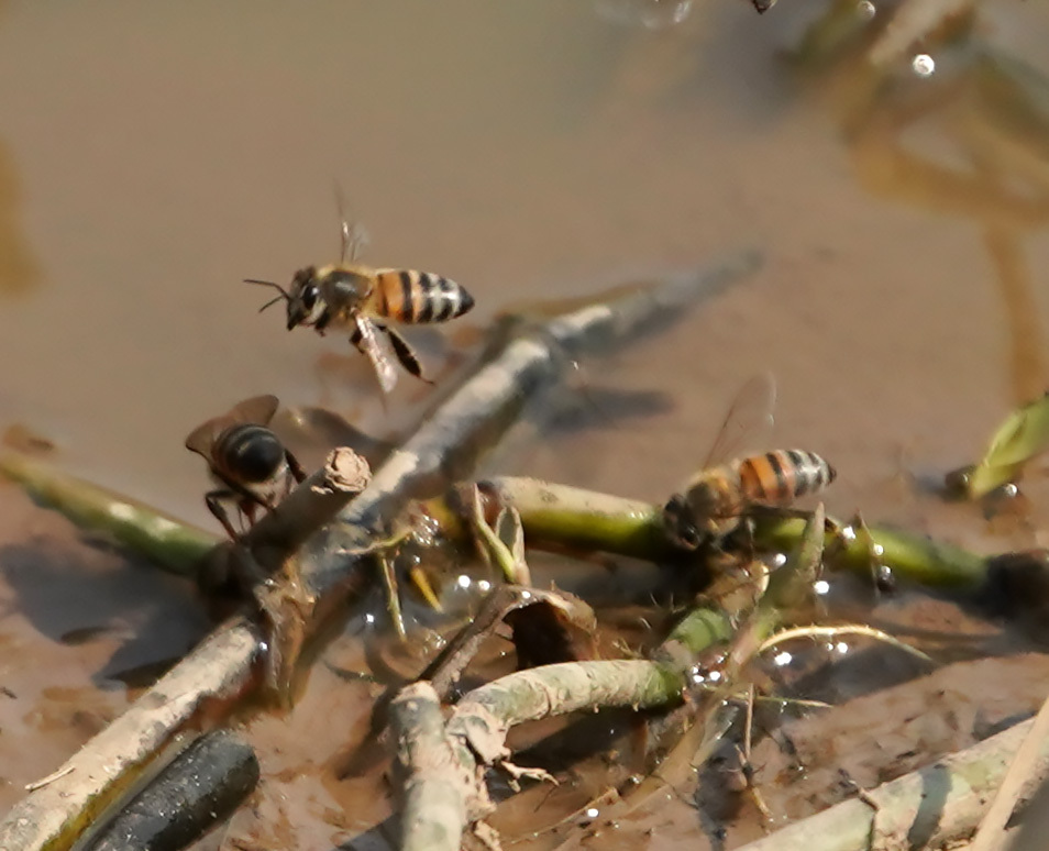 Western Honey Bee from Rio Claro - Poconé, MT, 78175-000, Brazil on ...