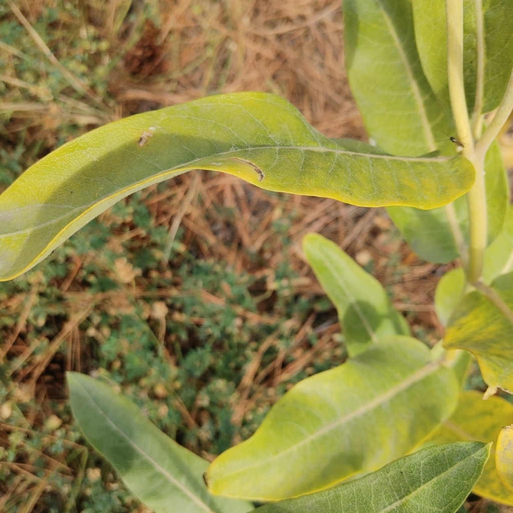 Monarch from West Kelowna, BC V4T, Canada on September 19, 2023 at 12: ...