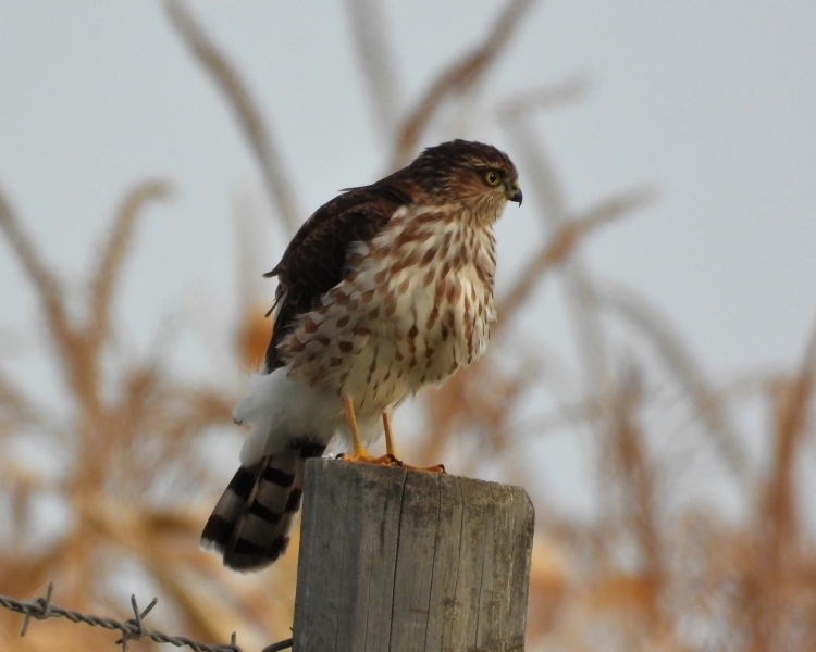 Sharp-shinned Hawk from Emo Township, Rainy River District, Ontario ...