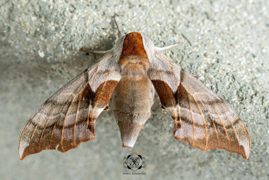 Western Eyed Sphinx from 美国加利福尼亚圣迭戈拉霍亚 on September 19, 2023 at 02:44 ...