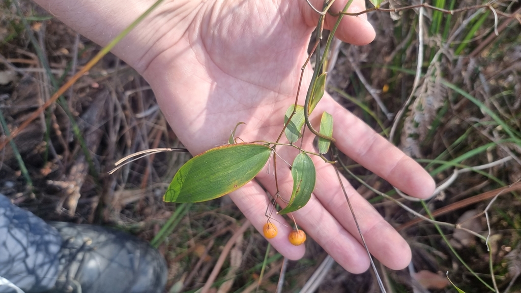 Wombat Berry from Simpsons Creek VIC 3888, Australia on September 20 ...